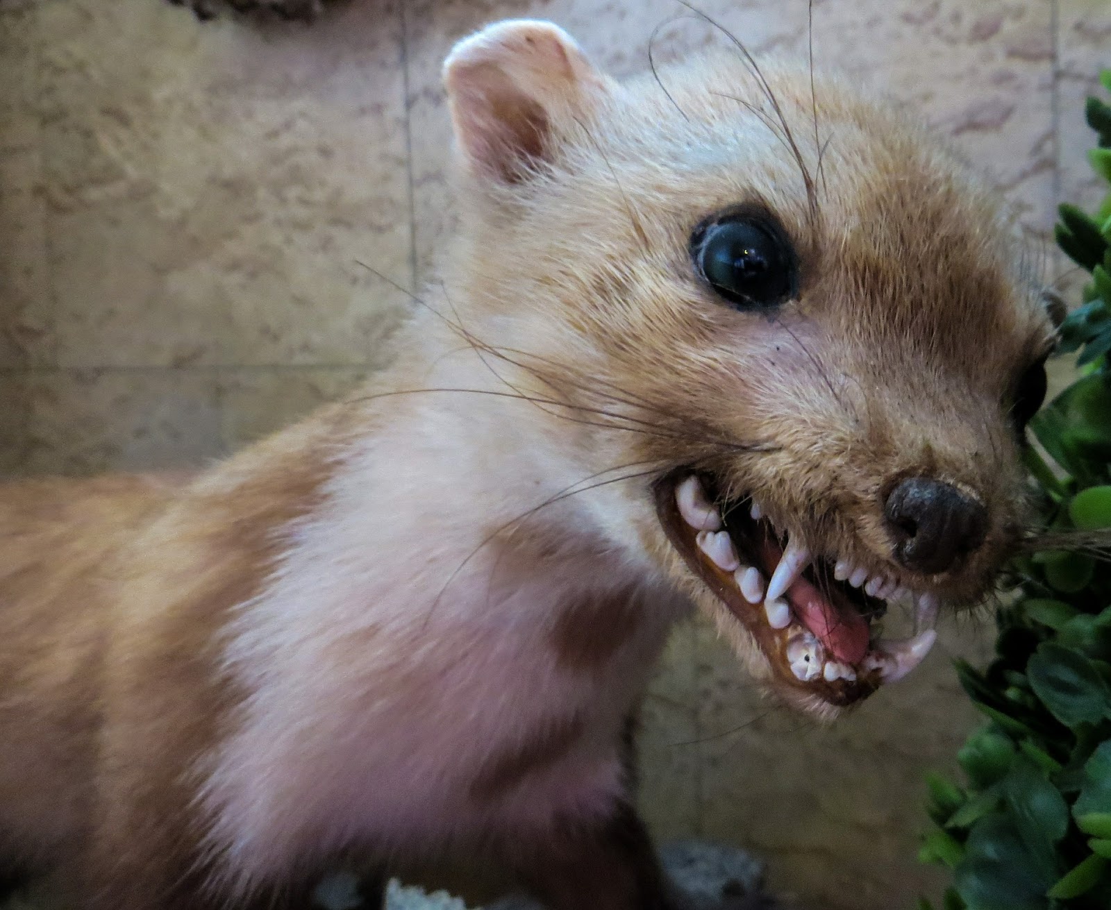 Why rabies infected man bark like a dog? - DAILY INFO TANZANIA