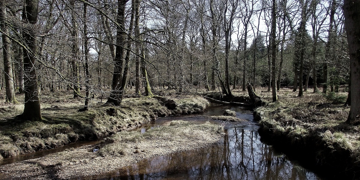 IF YOU GO DOWN TO THE WOODS TODAY....: April 2013