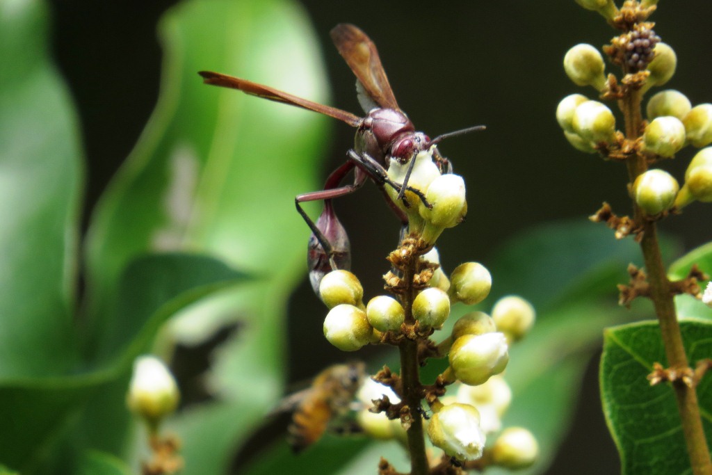 Crowned Eagle Research in KwaZulu-Natal: Aprils Insects