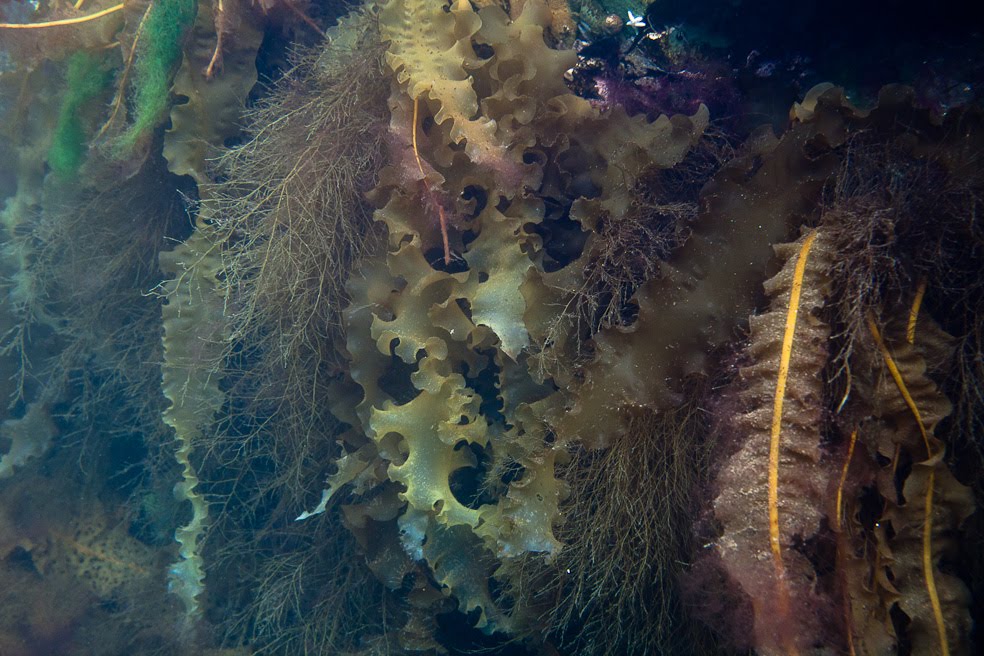 Mick's marine biology: A few seaweeds of Newfoundland (part 4)