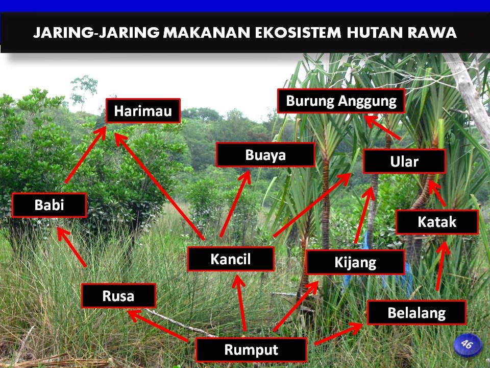 Ekositem Rawa Air Tawar: EKOSISTEM RAWA AIR TAWAR.PPT