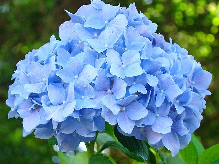 My Virtual Garden: Hydrangeas