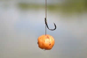 what is coarse fishing: Nuts! Carp go crazy for 'em.