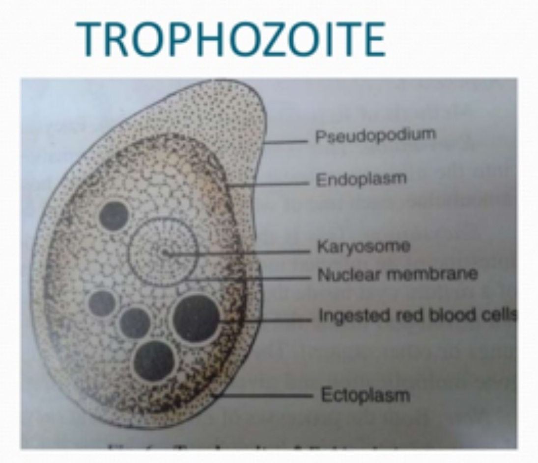 Rama Microbiology: November 2017