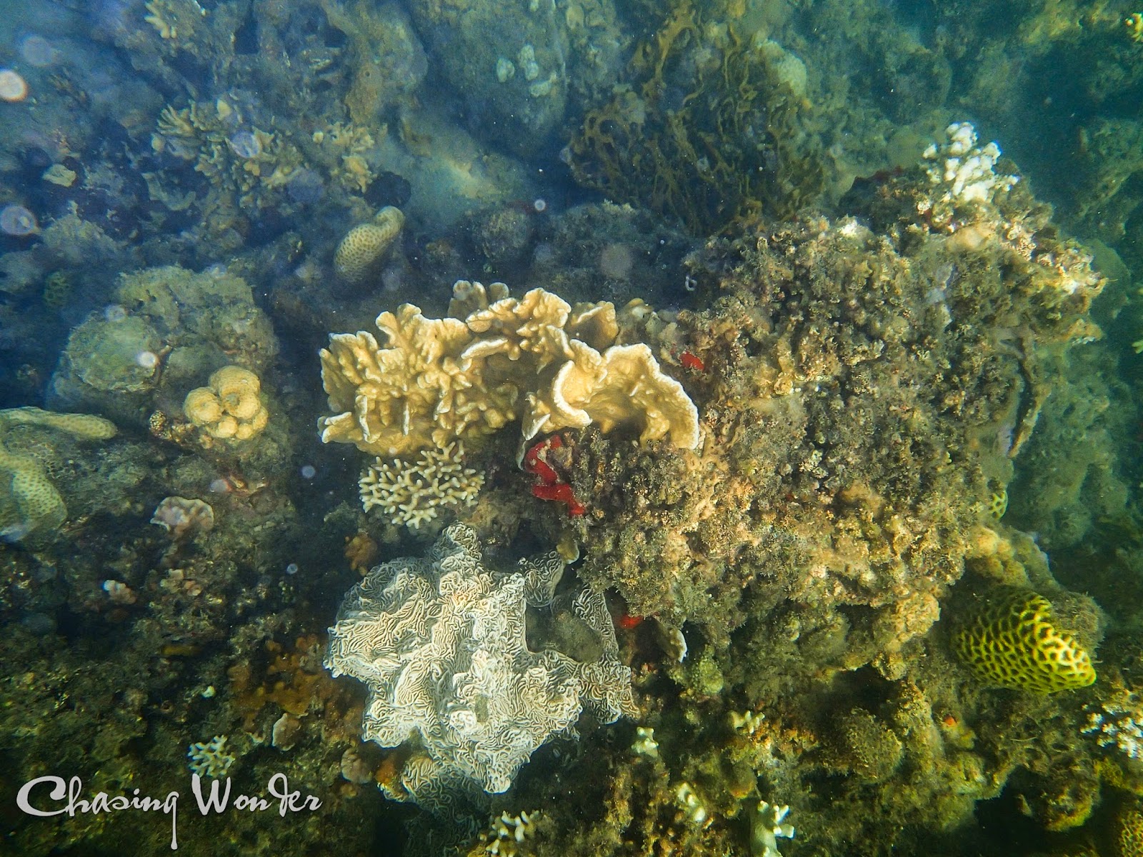 Chasing Wonder: Pambato Reef - Honda Bay, Palawan