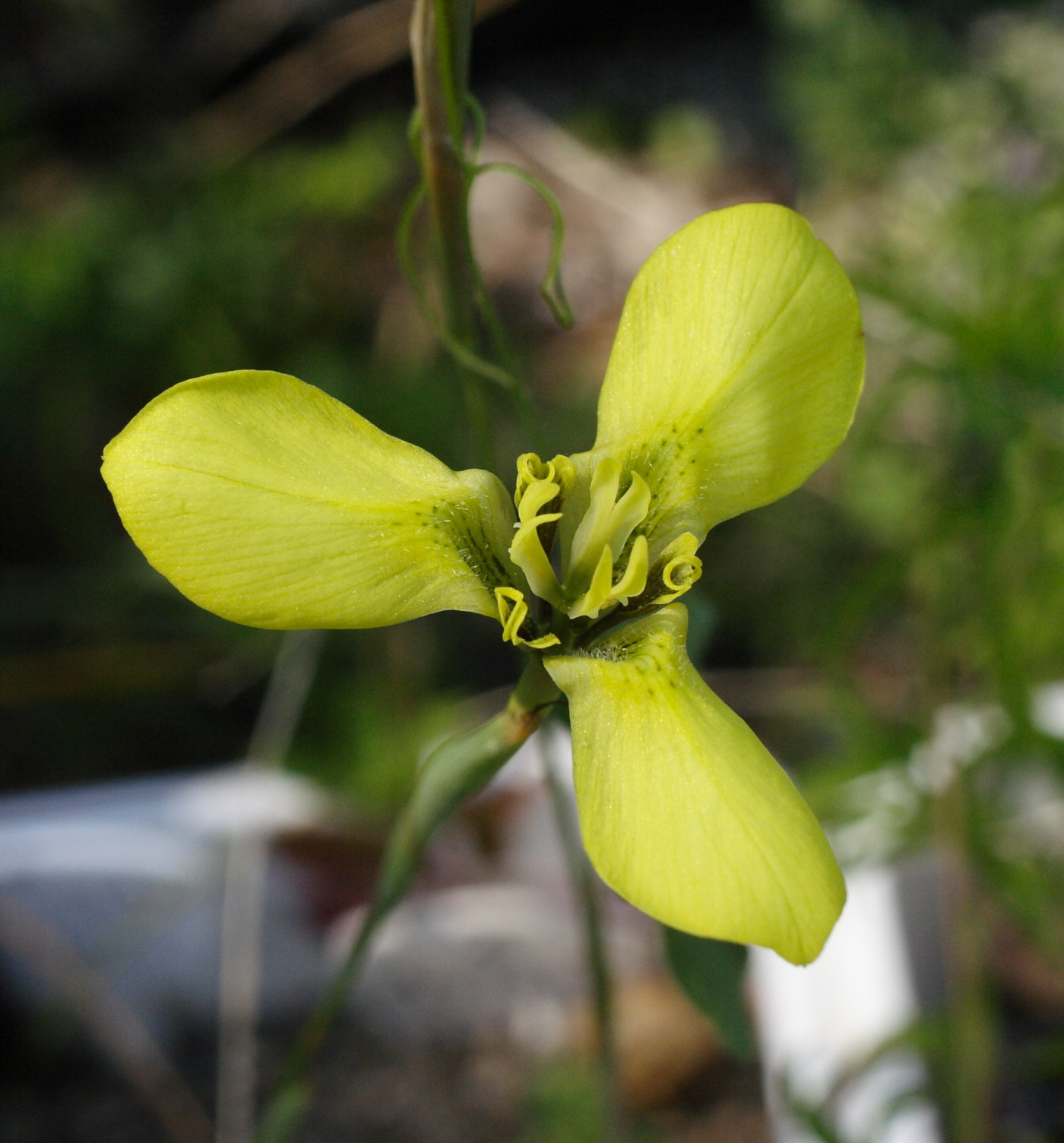 Growing Cool Plants: Moraea bellendenii