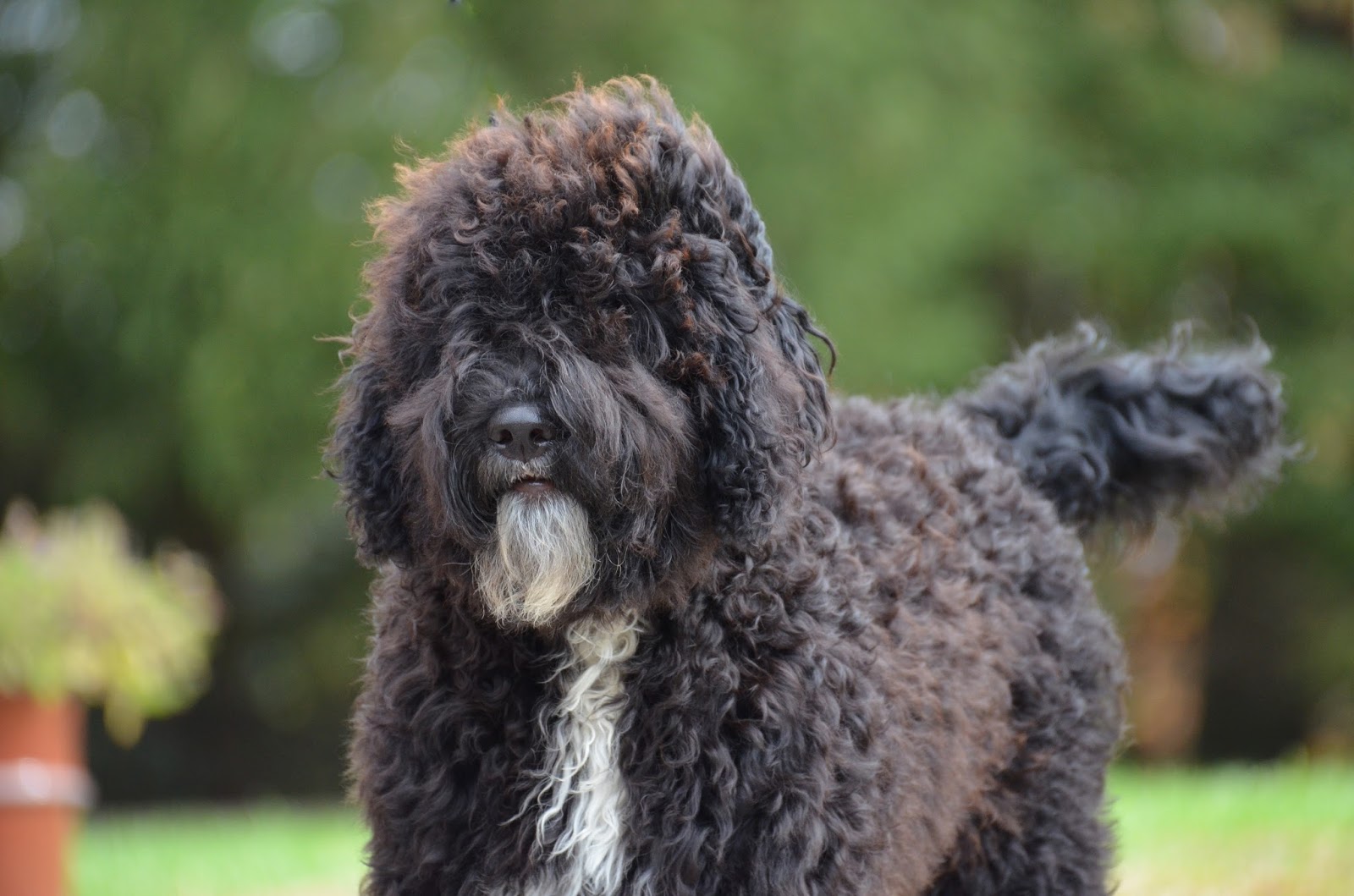 Hickory Tavern Farm Barbet: Barbet Puppy Kit at 6 Months