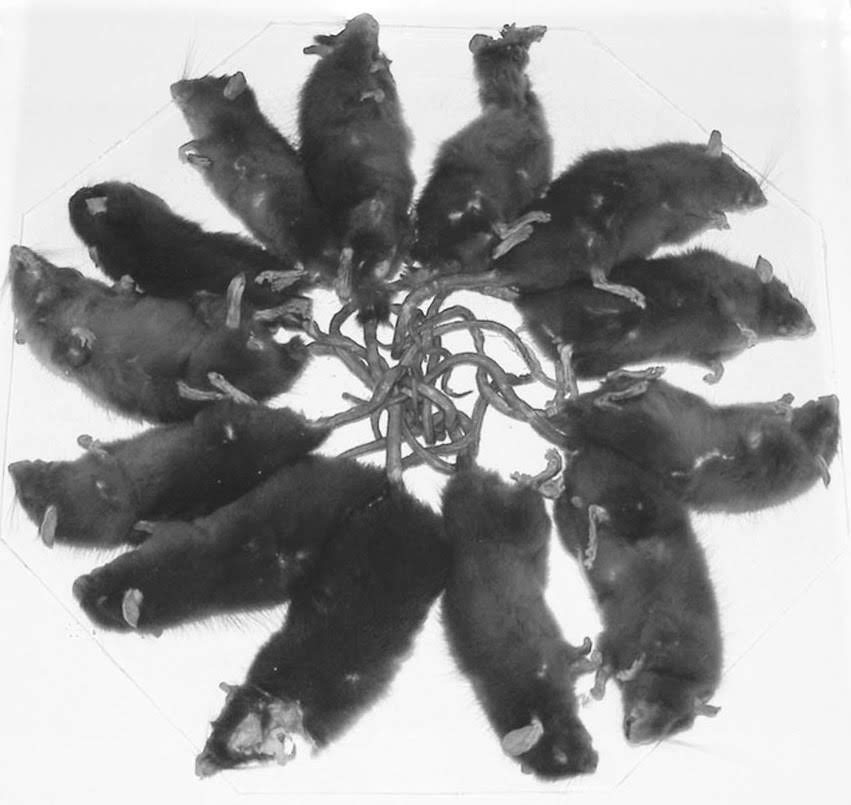 Manda Animali: il "Re dei Ratti" ?!... (Spirali di Topi ?!!).