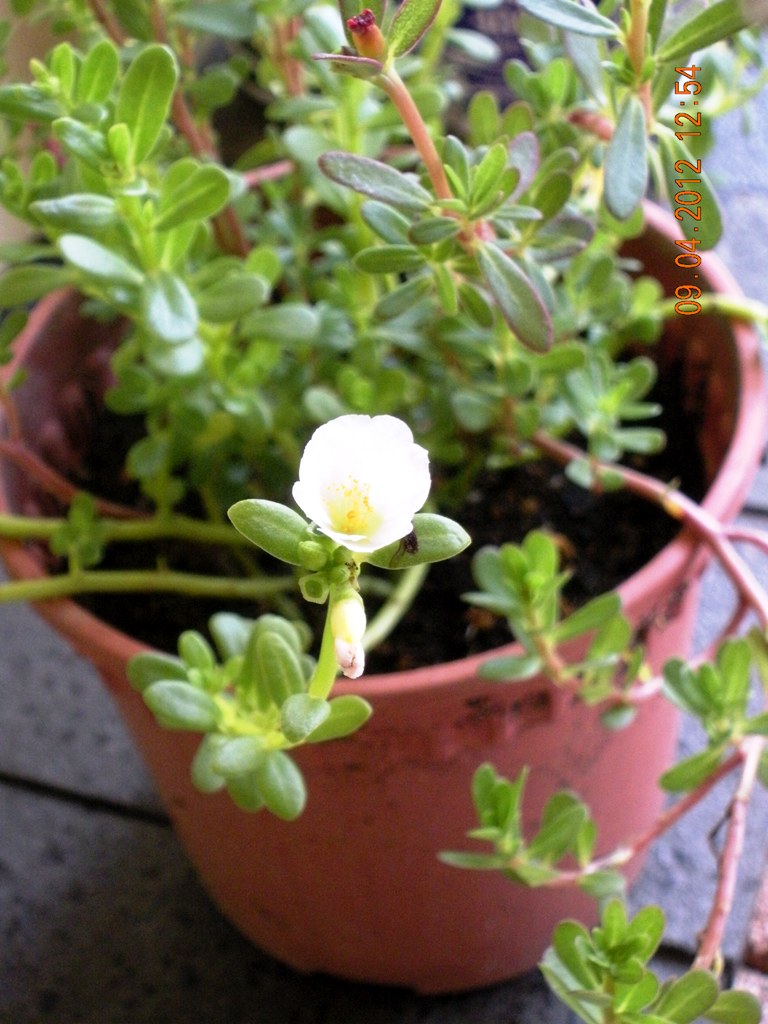 Petite Nyonya's Kitchen...for all seasons: Portulaca - Flower, Weed ...