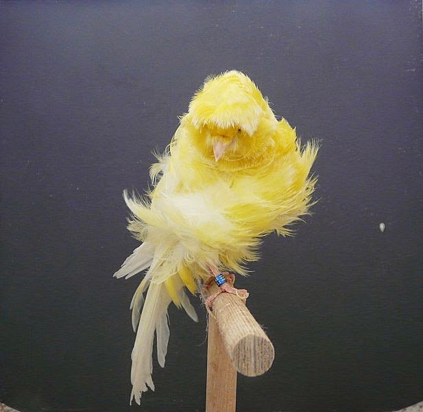 PESONA BURUNG KENARI: Info Kenari Jenis Parisian Frilled Canary