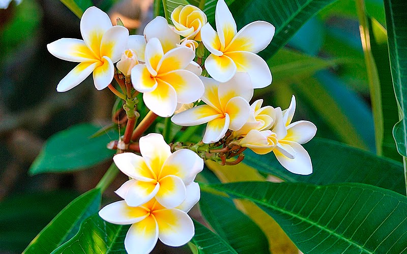 Fiestas patrias en Nicaragua