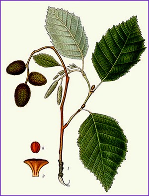 ІСИХІЯ: Вільха сіра