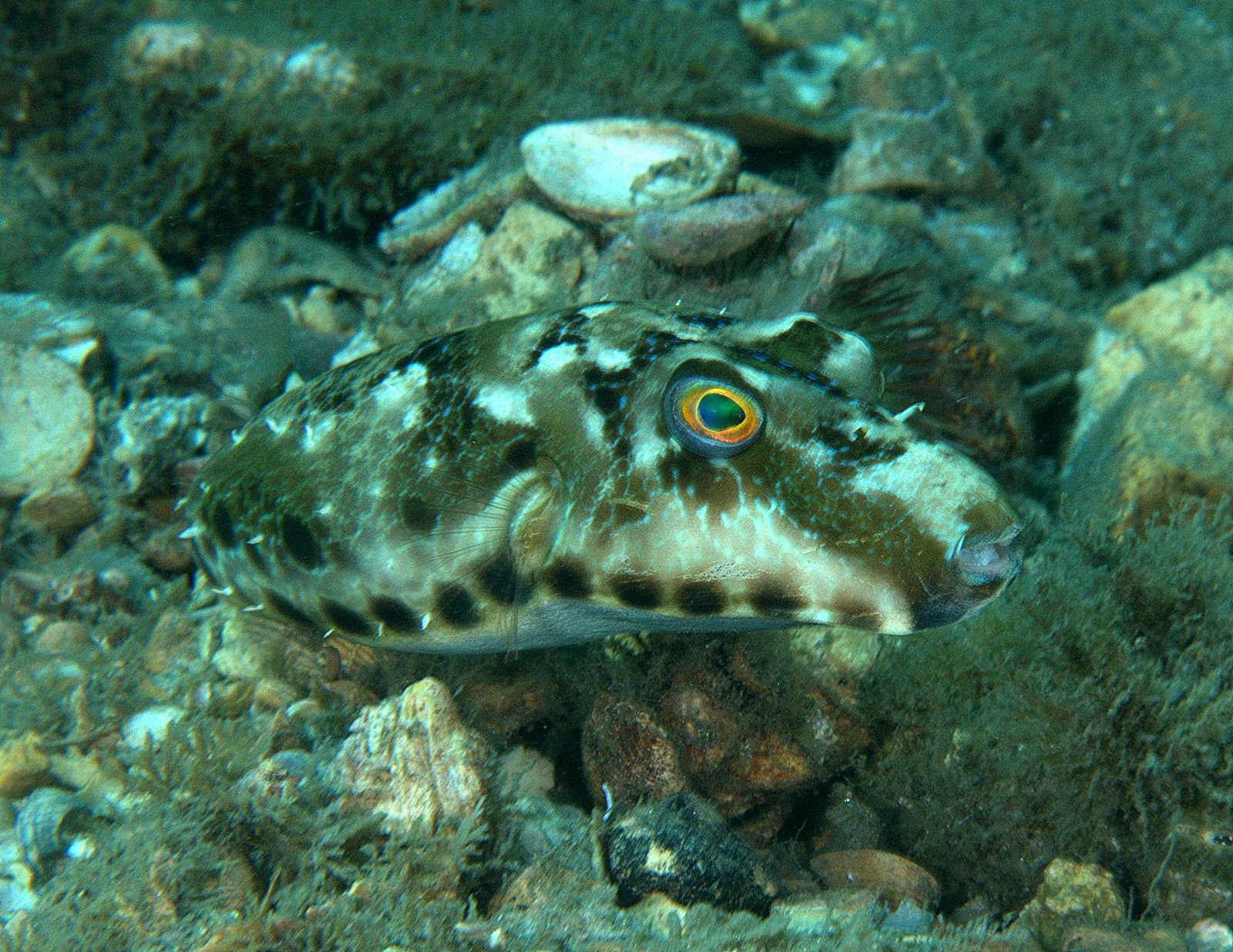 under pressure world: Bandtail Pufferfish- Blue Heron Bridge, FL
