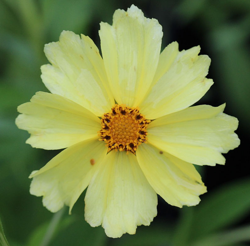 Bloomingwriter: Gardening in Nova Scotia: 'And they were all Yellow..."