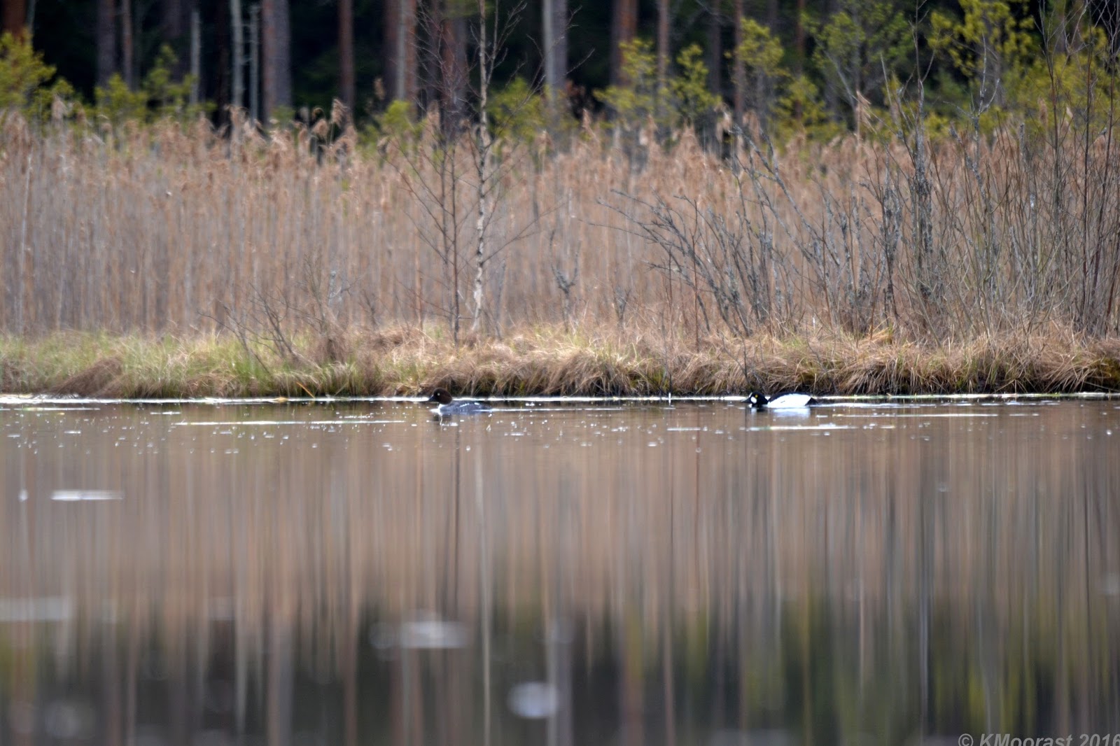 Eestimaa linnud, birds of Estonia: 2016