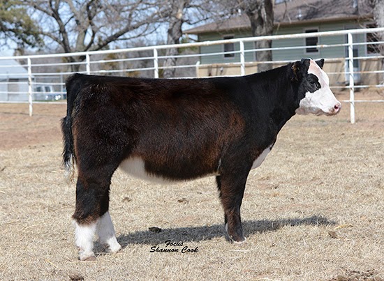 RCC Blog: Rocking H Farm & Eagle Show Cattle Online Steer & Heifer Sale
