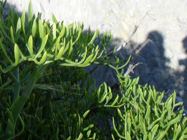 FLORS: Fonoll marí (Crithmum maritimum)