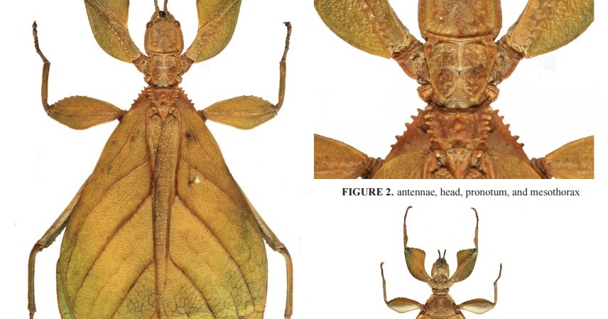 Species New to Science: [Entomology • 2017] Phyllium fallorum • A New ...