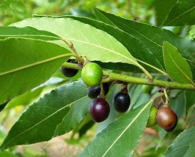 MILLARES (Baleira-Lugo): El laurel