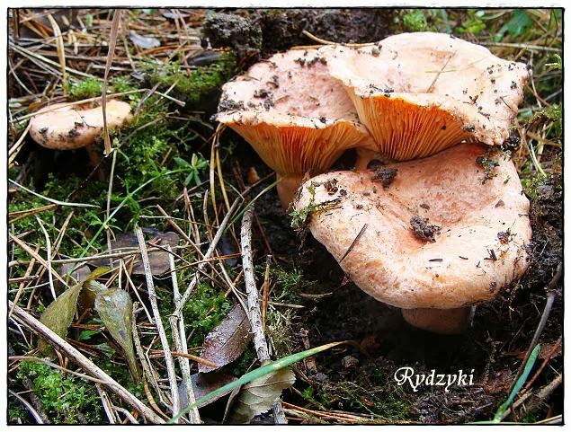 Katerina&Kuchnia: MARYNOWANE GRZYBY LEŚNE- MAŚLAKI, RYDZE, PRAWDZIWKI ...