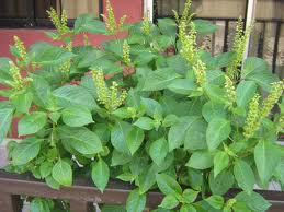 INFOTECHService...always at your service : SCENT LEAF (Ocimum gratissimum)