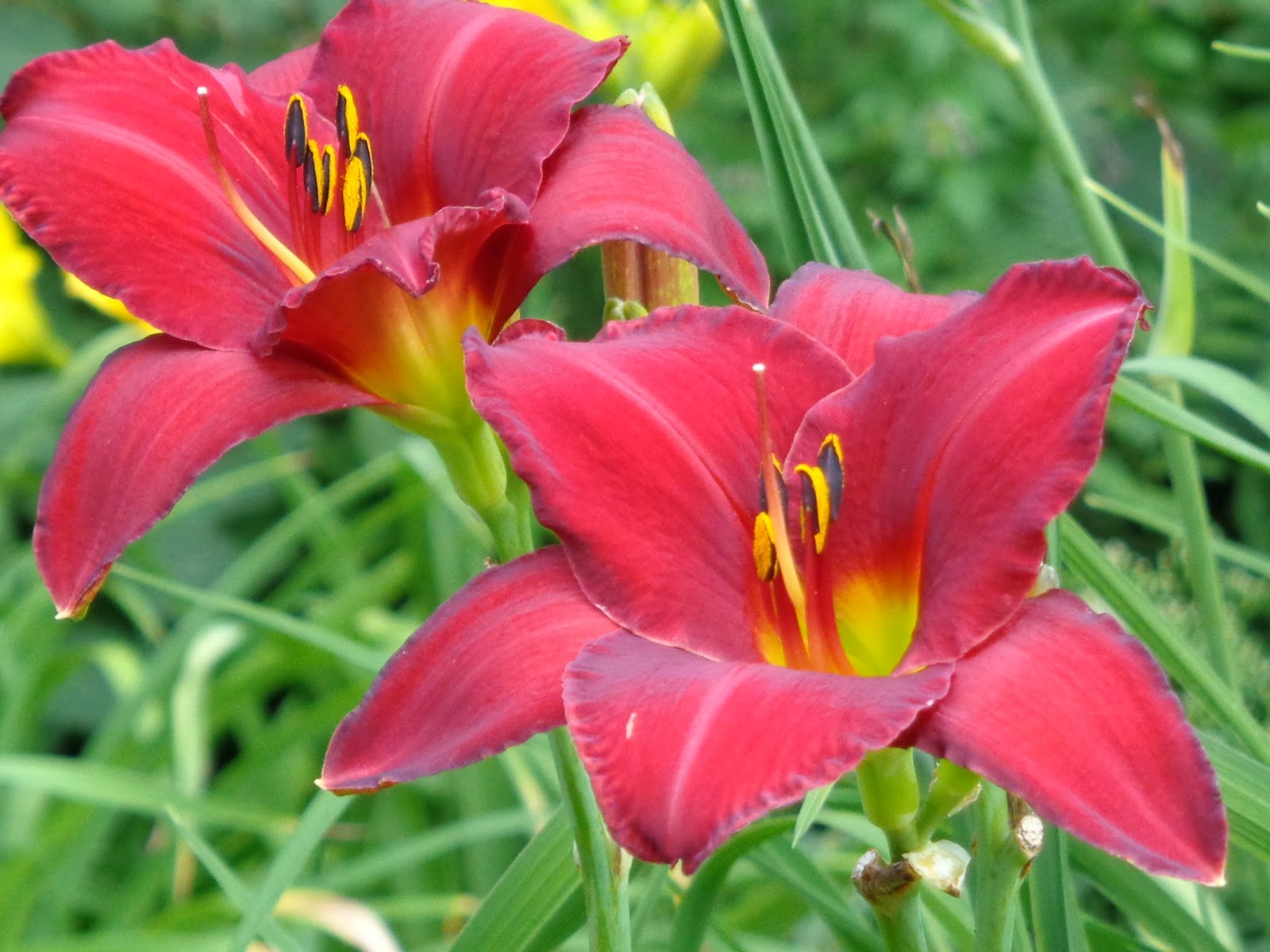 dj's daylilies: Daylily of the Week - Seeing Reds!