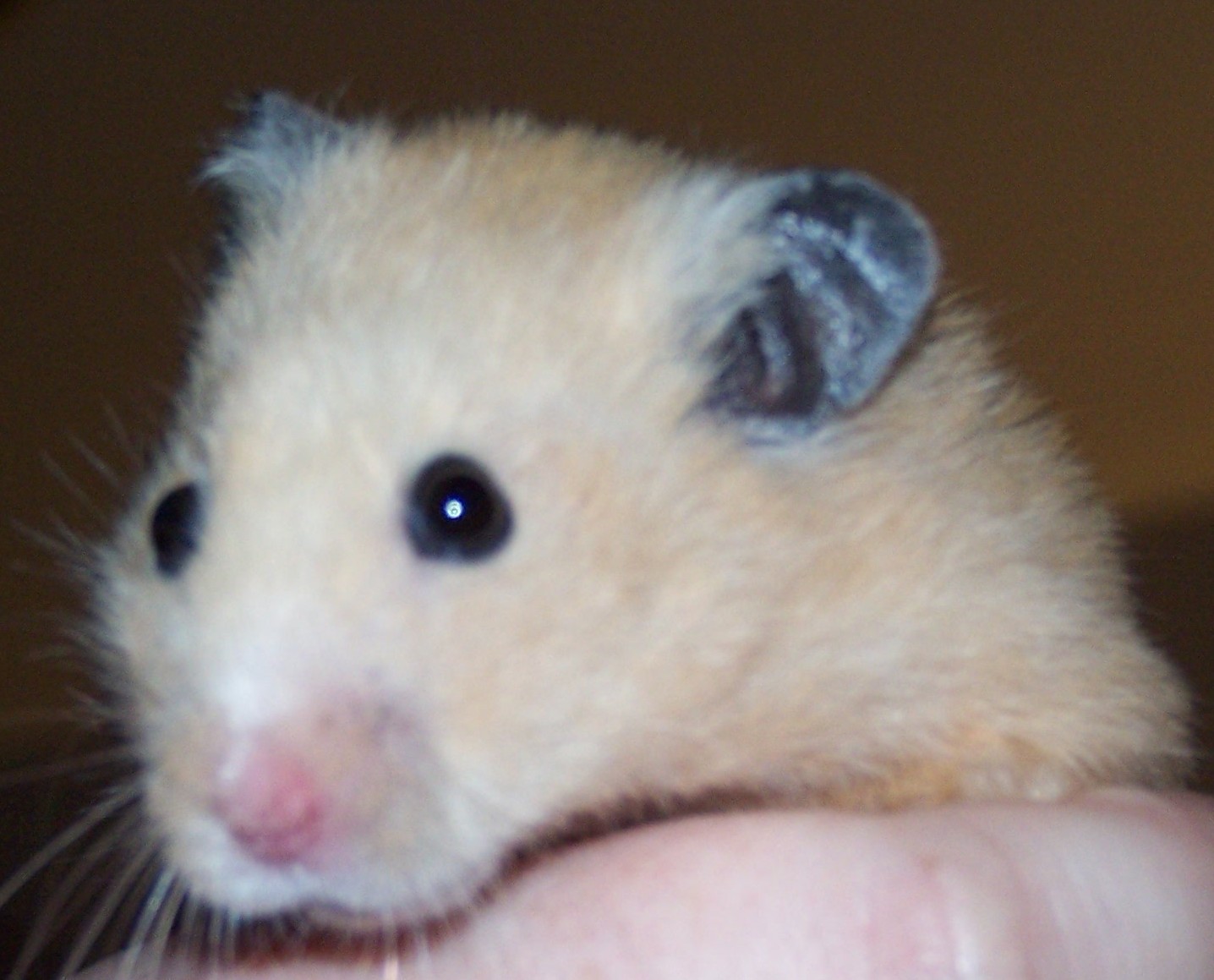 Creaturecation: Hamsters