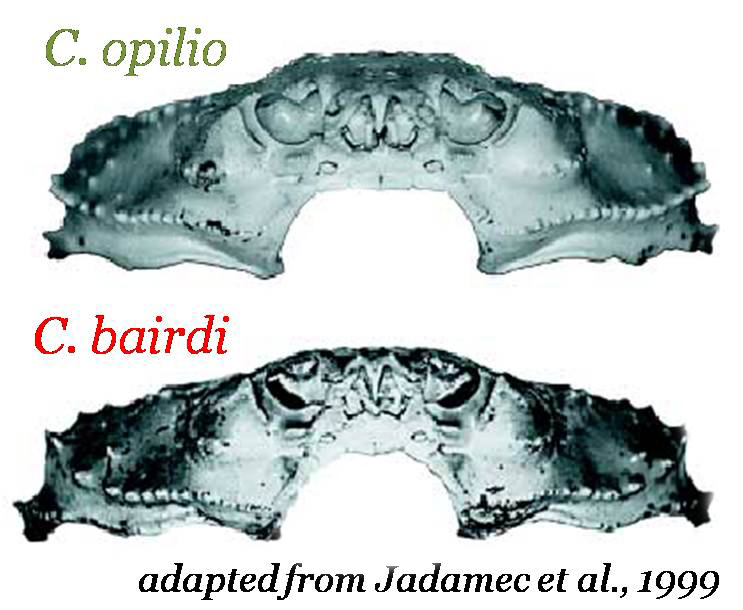 Snow Crab Love: O is for opilio