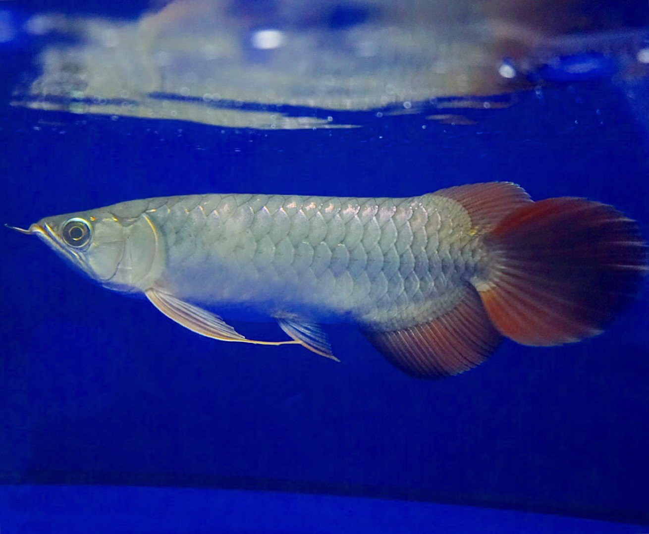Arowana Of South East Asia (GSN Arowana Gallery) | Serama Negeri™