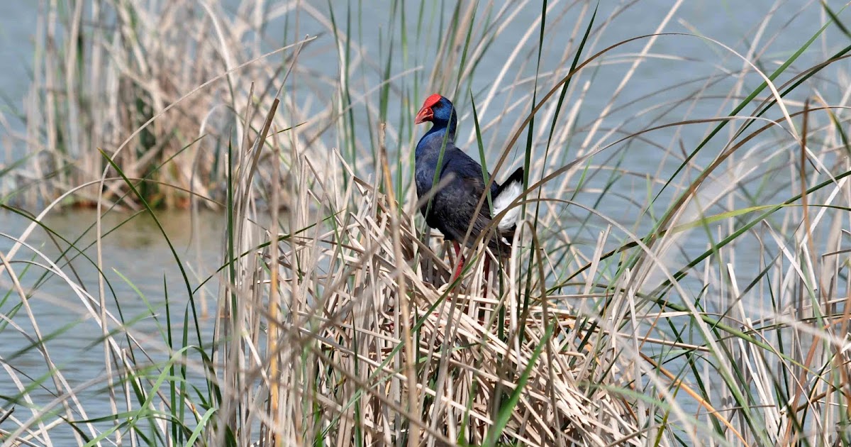 Mis imágenes de aves: DE NUEVO EL CALAMON COMUN