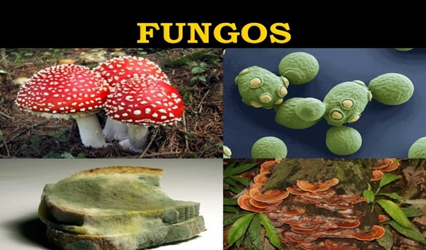 E.E.E.P RAIMUNDO SARAIVA COELHO: REINO FUNGI