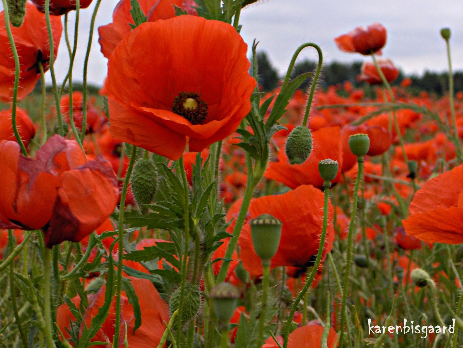 Karen`s Nature Photography: Close-up on Crowd of Red Poppies.