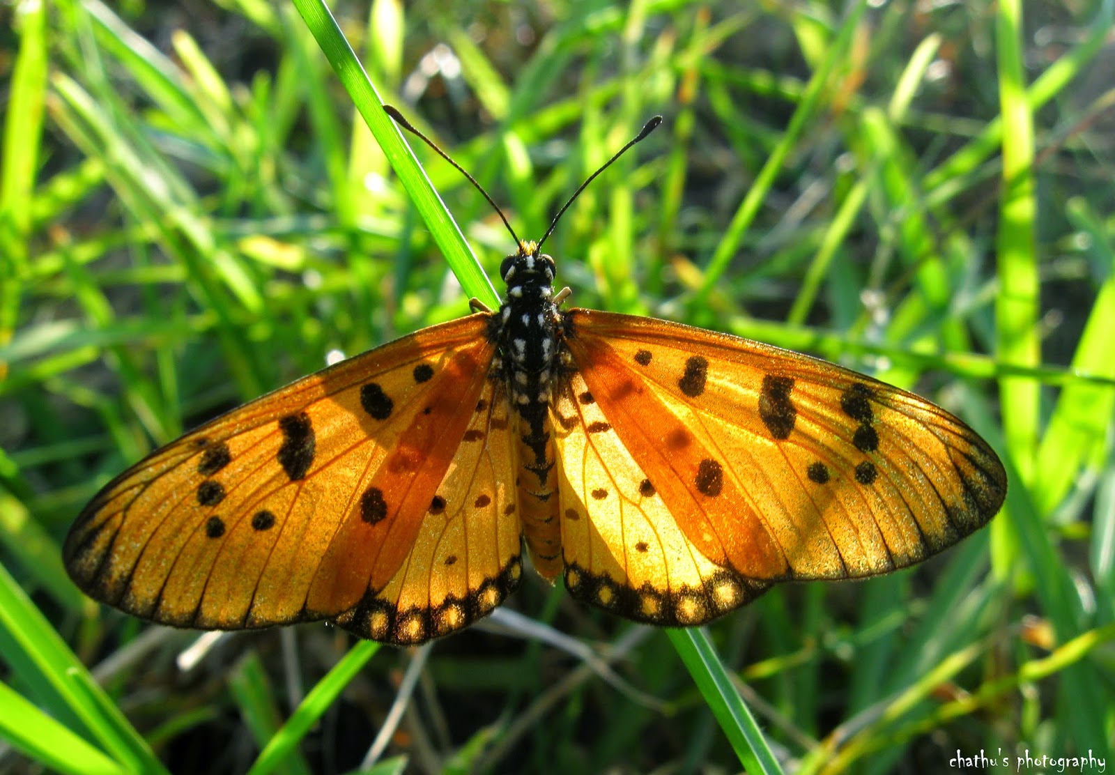 Nature Of Srilanka: Tawny Coster (Acraea violae) - වියෝලා