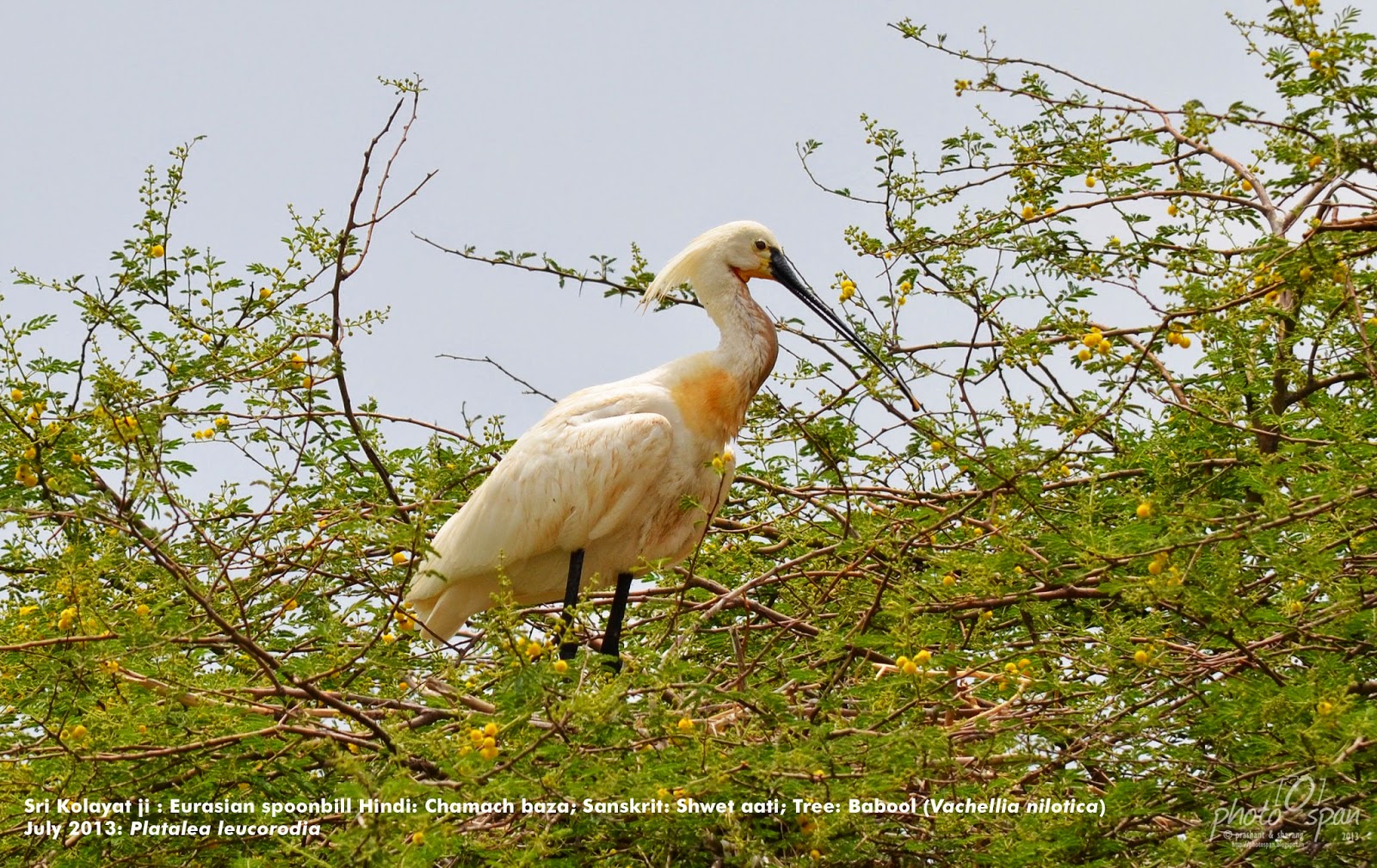 Eurasian spoonbill : Platalea leucorodia | Photo Span