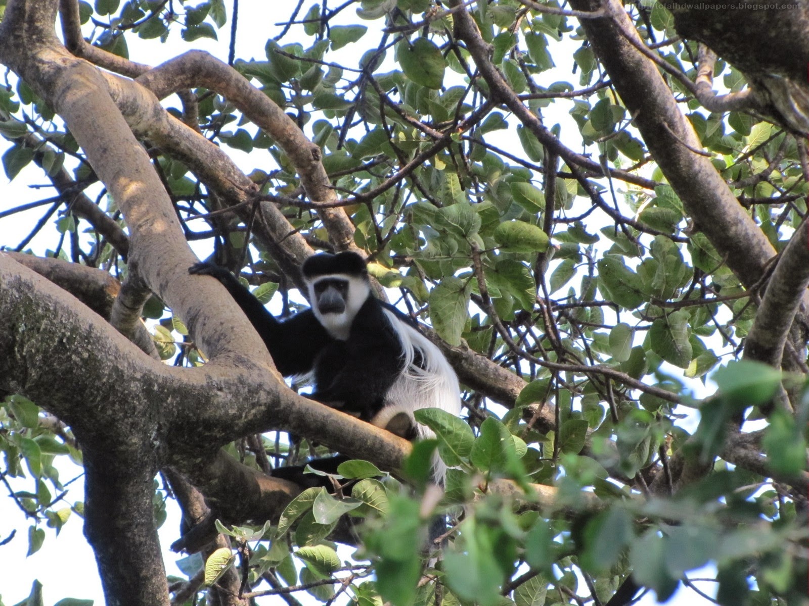 Kamal Shah: Black and White Colobus Monkey HD Wallpapers