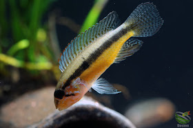 リネアタアゲイン | アピストグラマに魅せられて