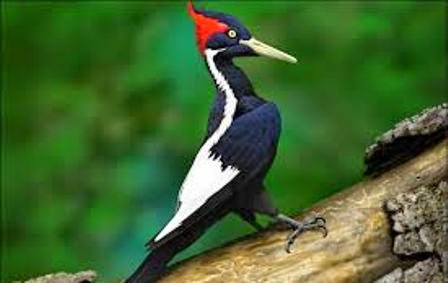 Mengenang Burung Pelatuk Raja yang Punah | Ragam Dunia Hewan