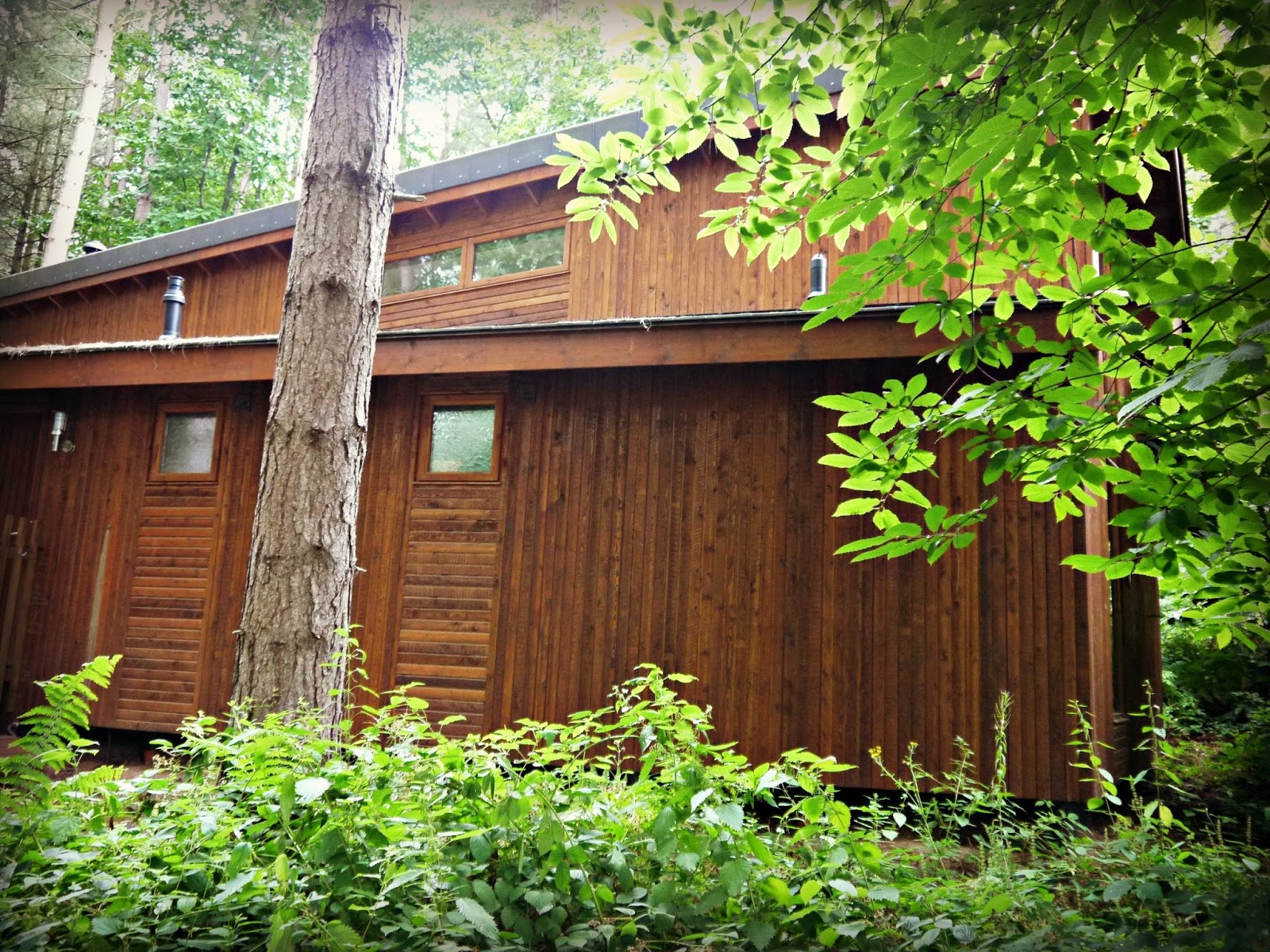 Forest Cottage Cabin Decor