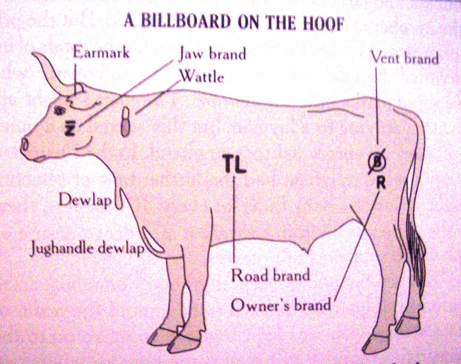 Born to Fly: Branding the West