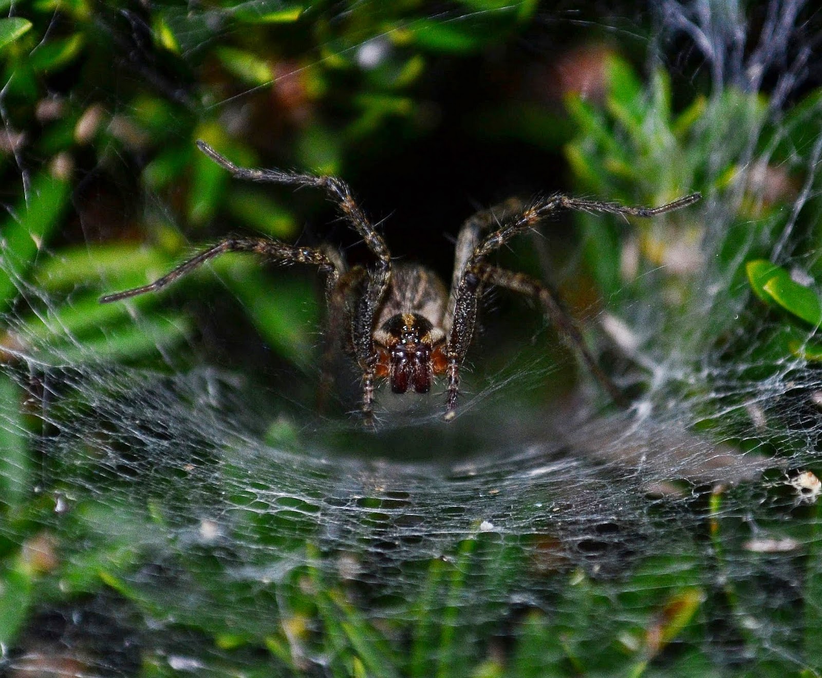 On the Subject of Nature: Some Spiders