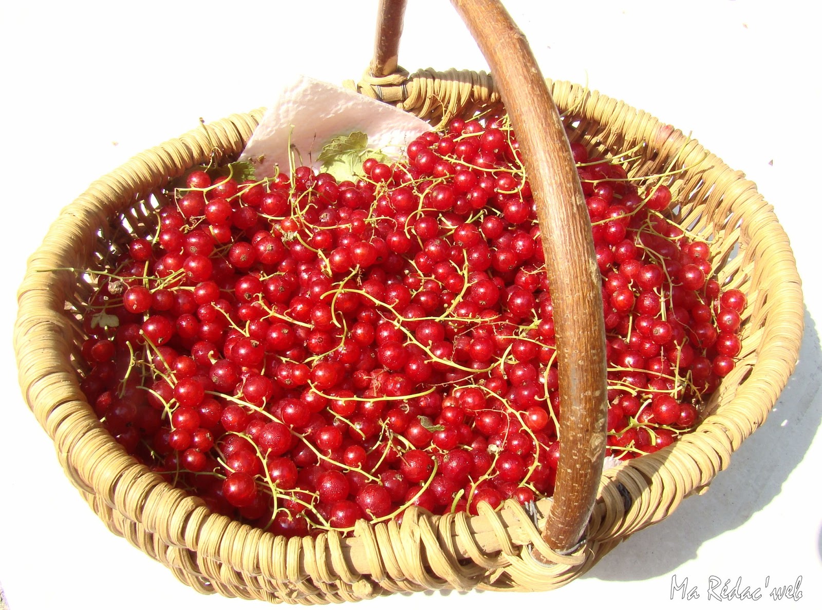 La cueillette des groseilles et 2 recettes en bonus