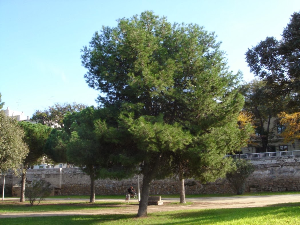BLOG CLOROFILA: Pinus halepensis