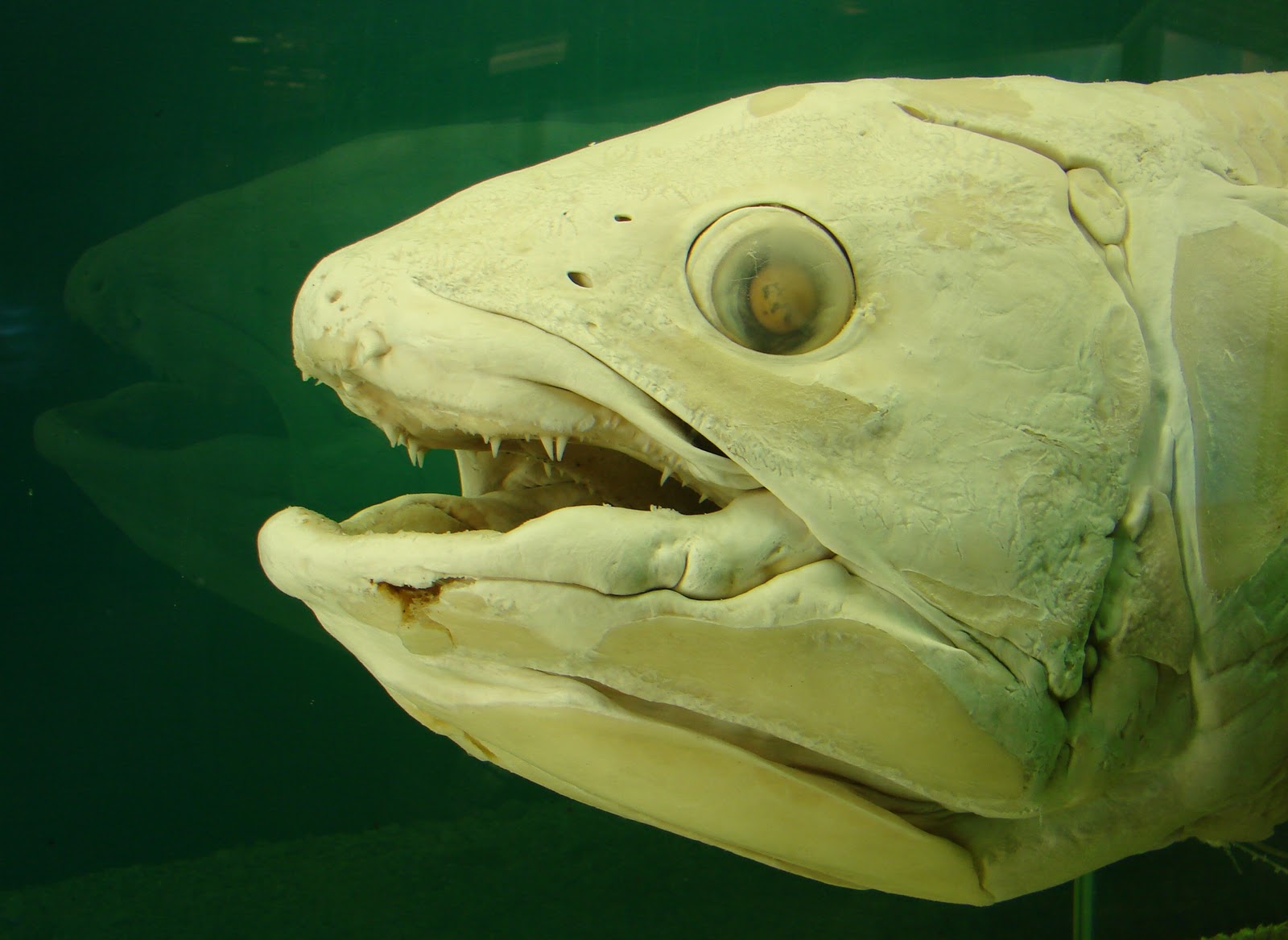 Ciencias Naturales: 004 CELACANTO