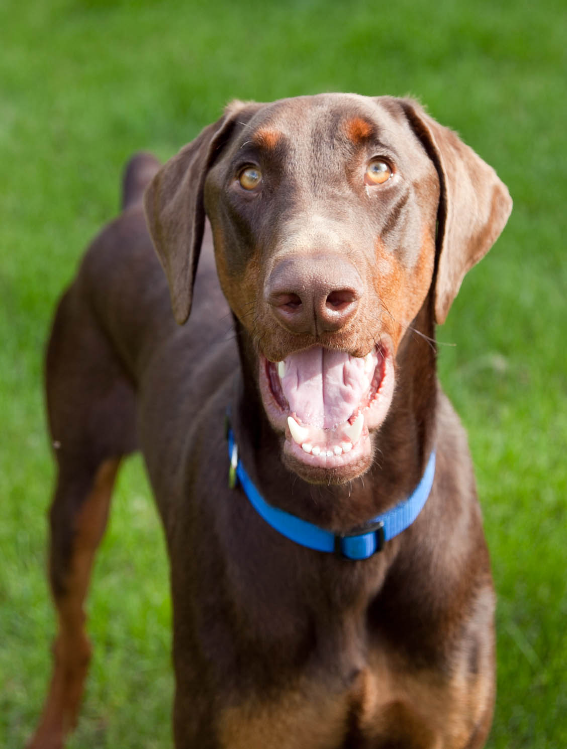 Cooper New to Rescue - Doberman Rescue Minnesota | Dog Rescue