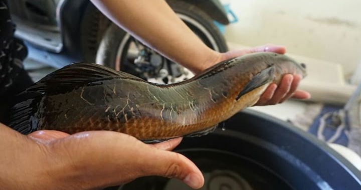 Chana RED Maruliodes Snakehead From Indonesia - Griya Arka Kendal