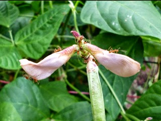 Yardlong Bean - Long Bean - Ma Karal | SL Flora