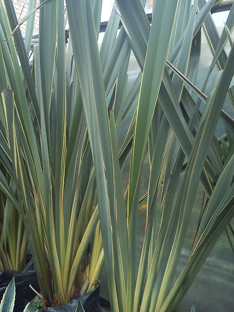 Zonas Verdes: Galería de Plantas