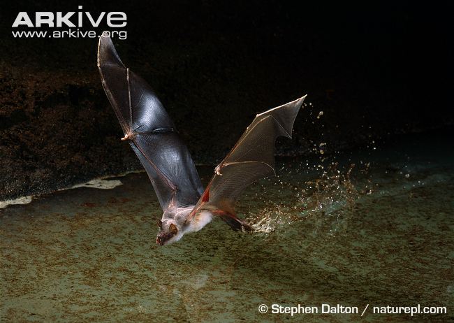 Variety of Life: Noctilionoidea