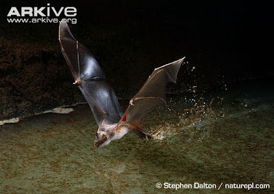 Variety of Life: Noctilionoidea