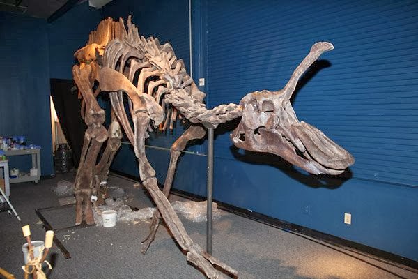 Prehistoric Beast of the Week: Tsintaosaurus: Prehistoric Animal of the ...